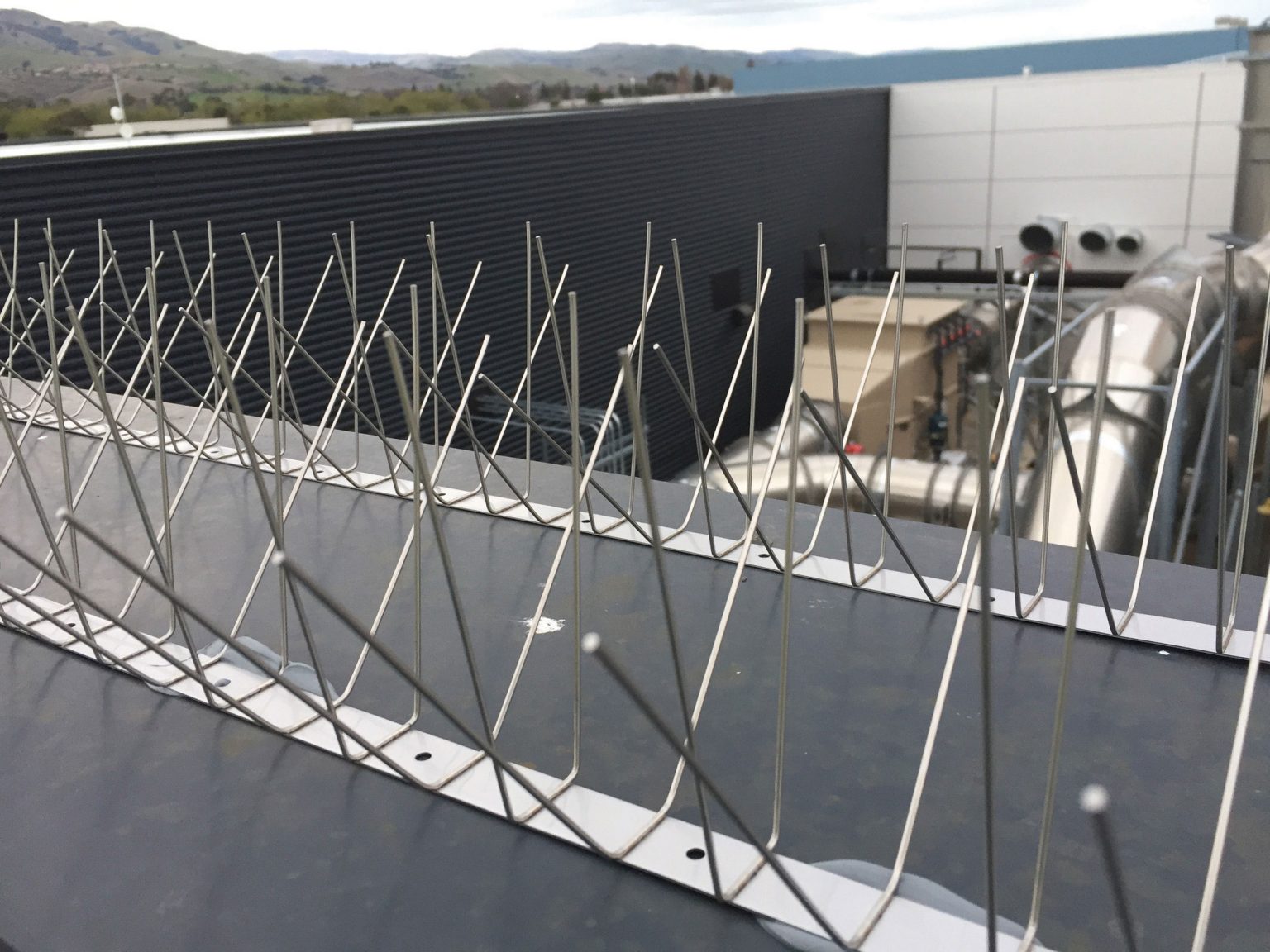 Bird and Pigeon Spike Installation Services in Aberdeen - Bird Proofing ...